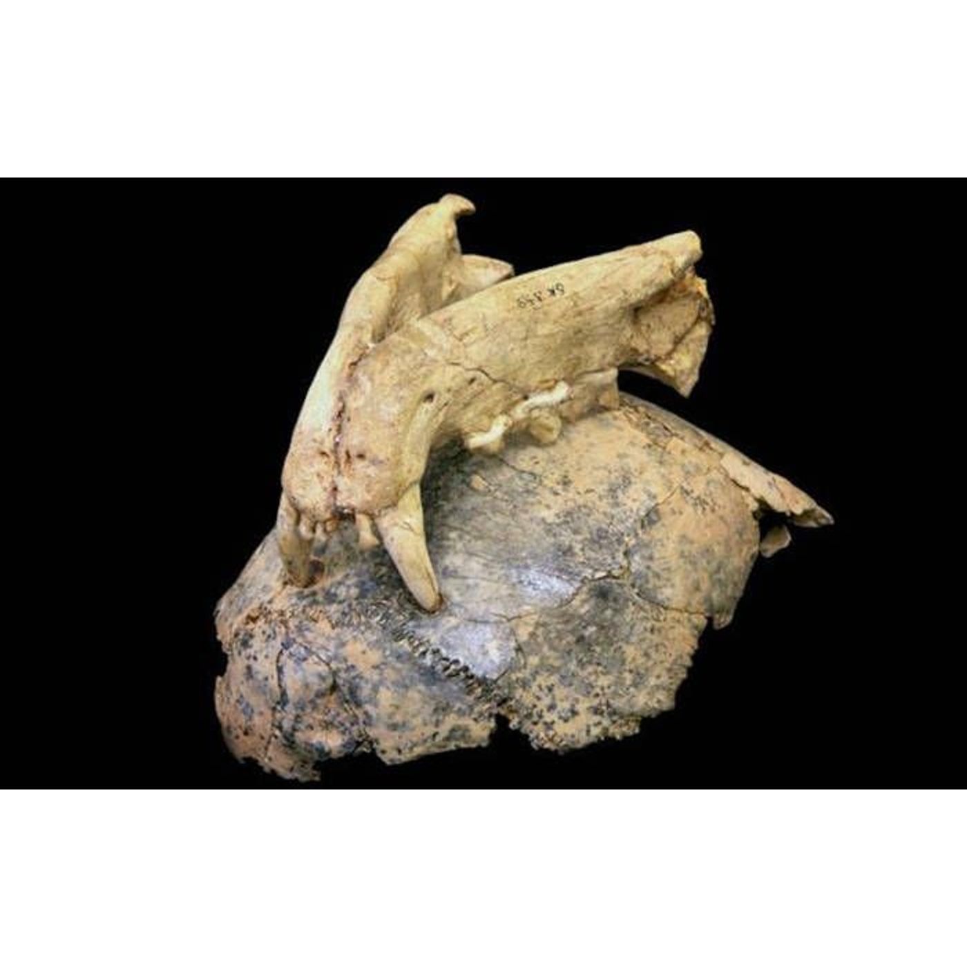 When Humans Were Hunted: Early Humans Remained Prey to Leopards Far ...