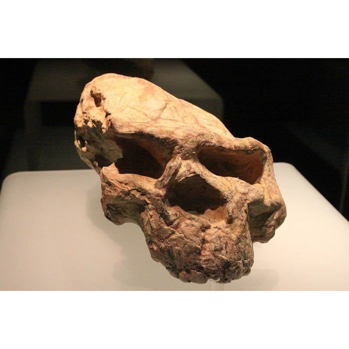 Million-Year-Old Skull Discovery Rewrites Human Evolution Timeline ...